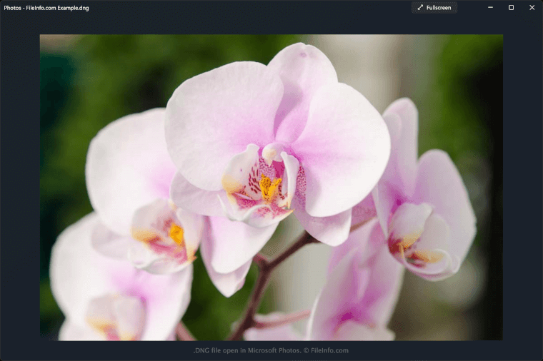 DNG File - What is a .dng file and how do I open it?