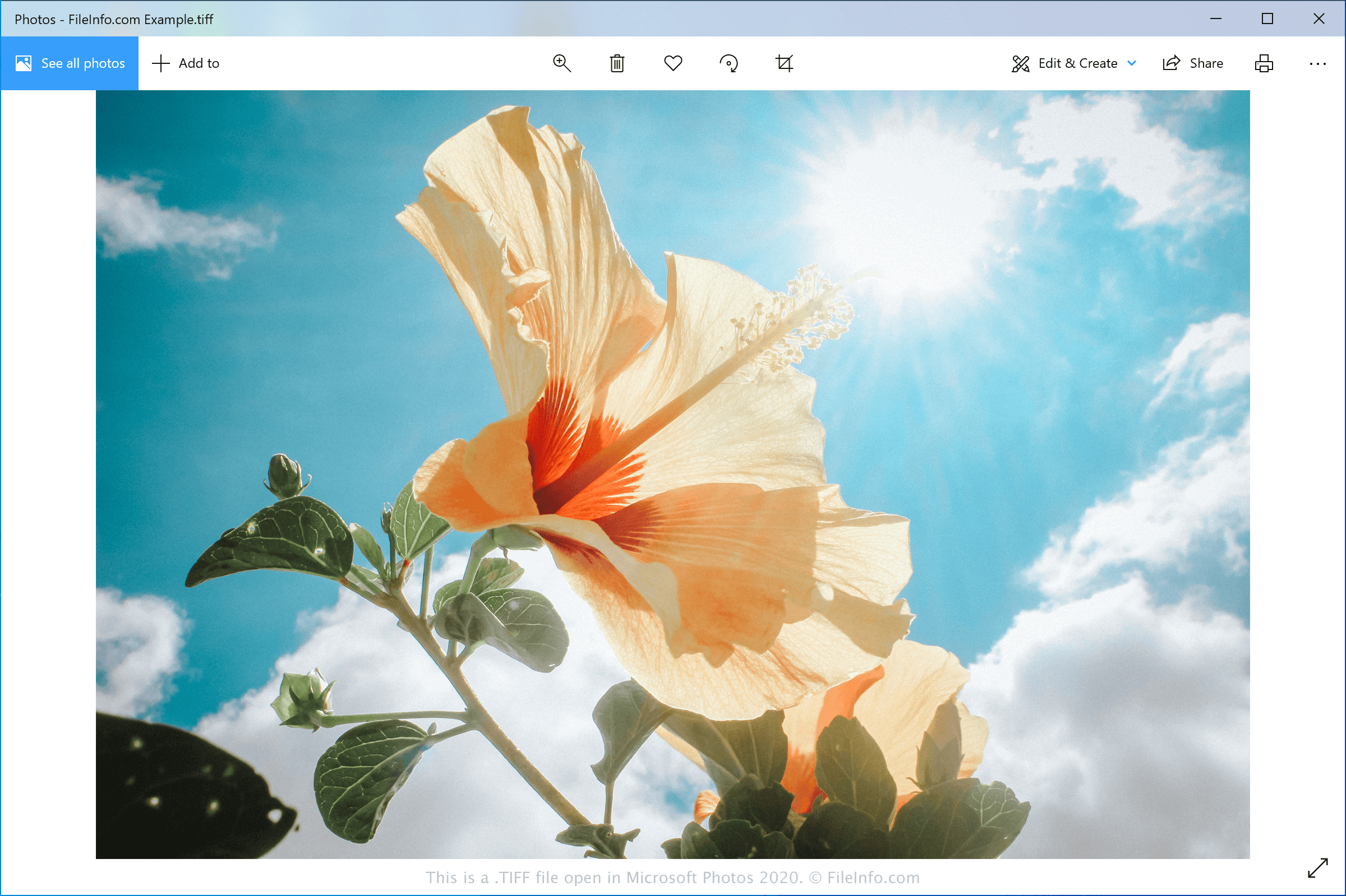 TIFF File Extension What Is A tiff File And How Do I Open It 